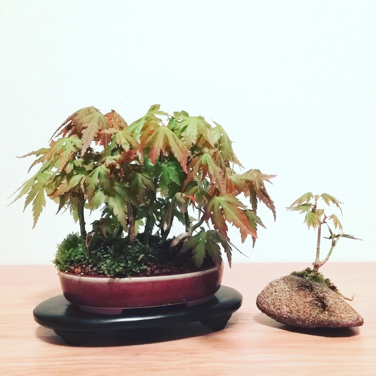 kuchinashi-anual-works | 趣味盆栽のブログ